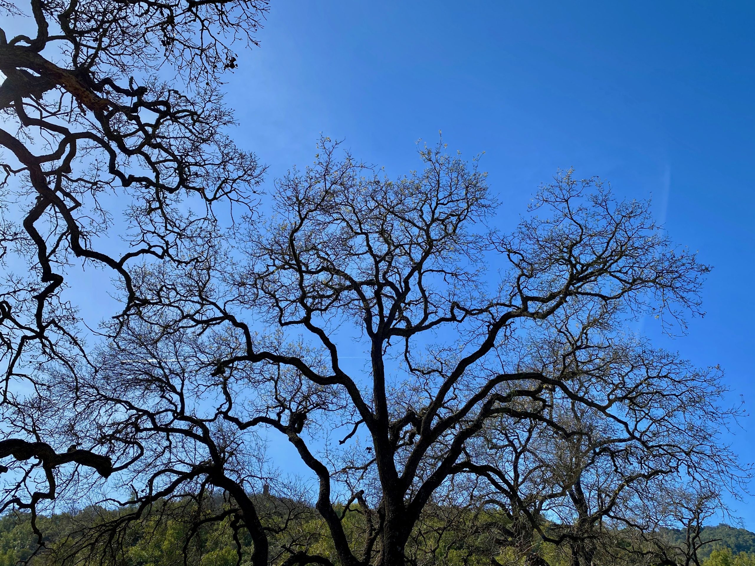 HIKE: Almaden Quicksilver County Park | C I T I N E R A R I E S