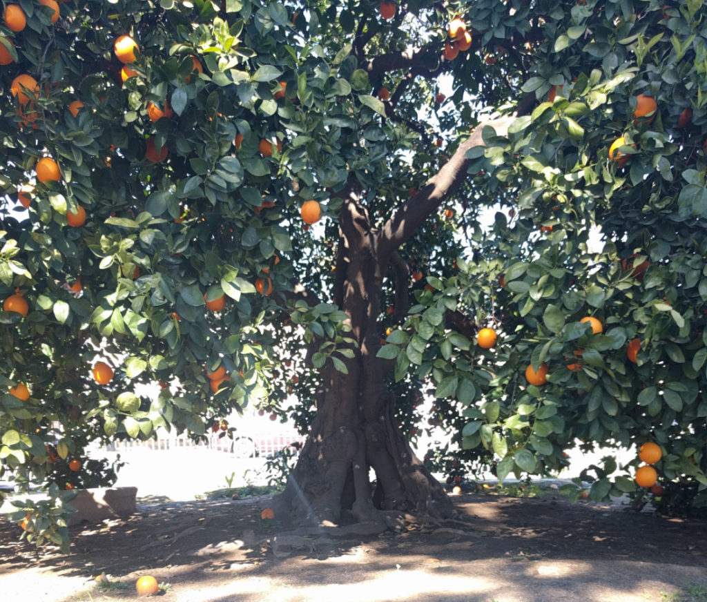 FRUITINERARIES: Oranges & Strawberries… | C I T I N E R A R I E S