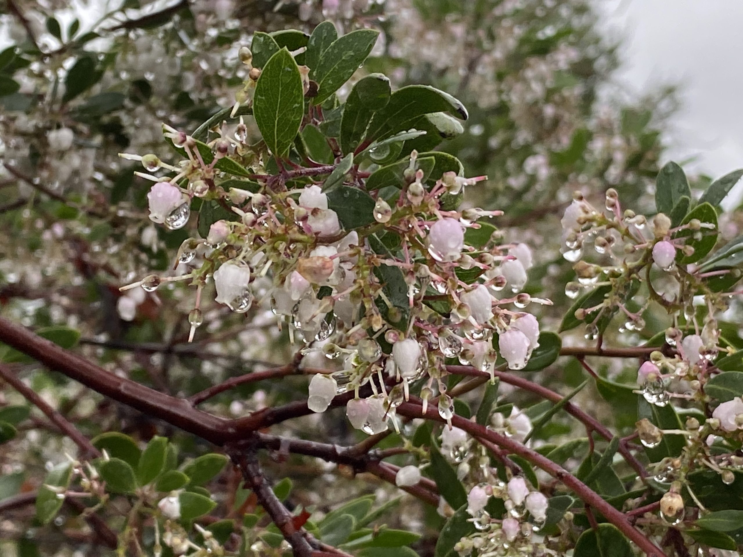 PLANT ITINERARIES: Manzanitas | C I T I N E R A R I E S