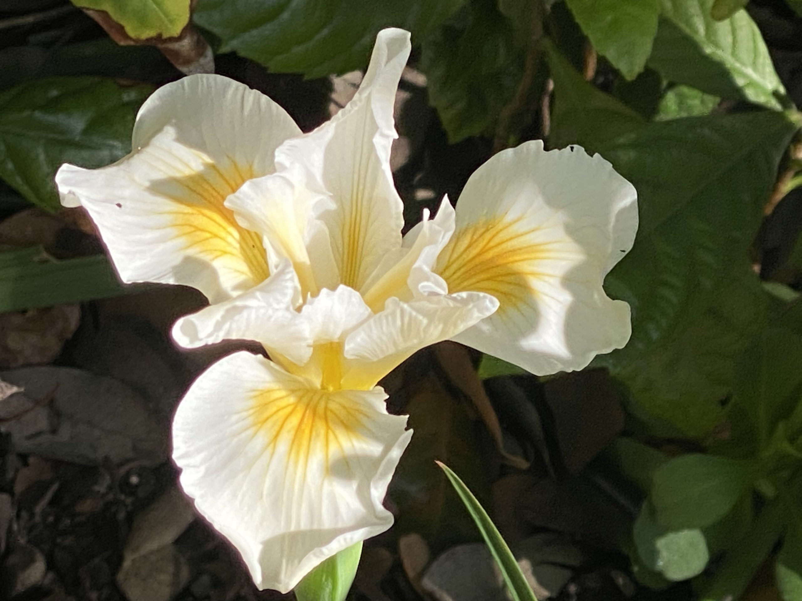 PLANT ITINERARIES: Canyon Snow Iris | C I T I N E R A R I E S